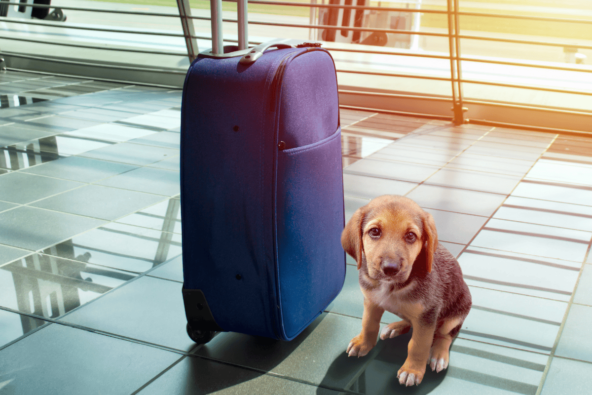How to Ship a Pet Using a Flight Nanny Service